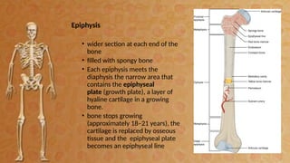 Skeletal System with Description and explanation | PPTX