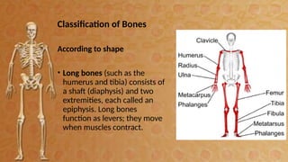Skeletal System with Description and explanation | PPTX