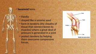 Skeletal System with Description and explanation | PPTX