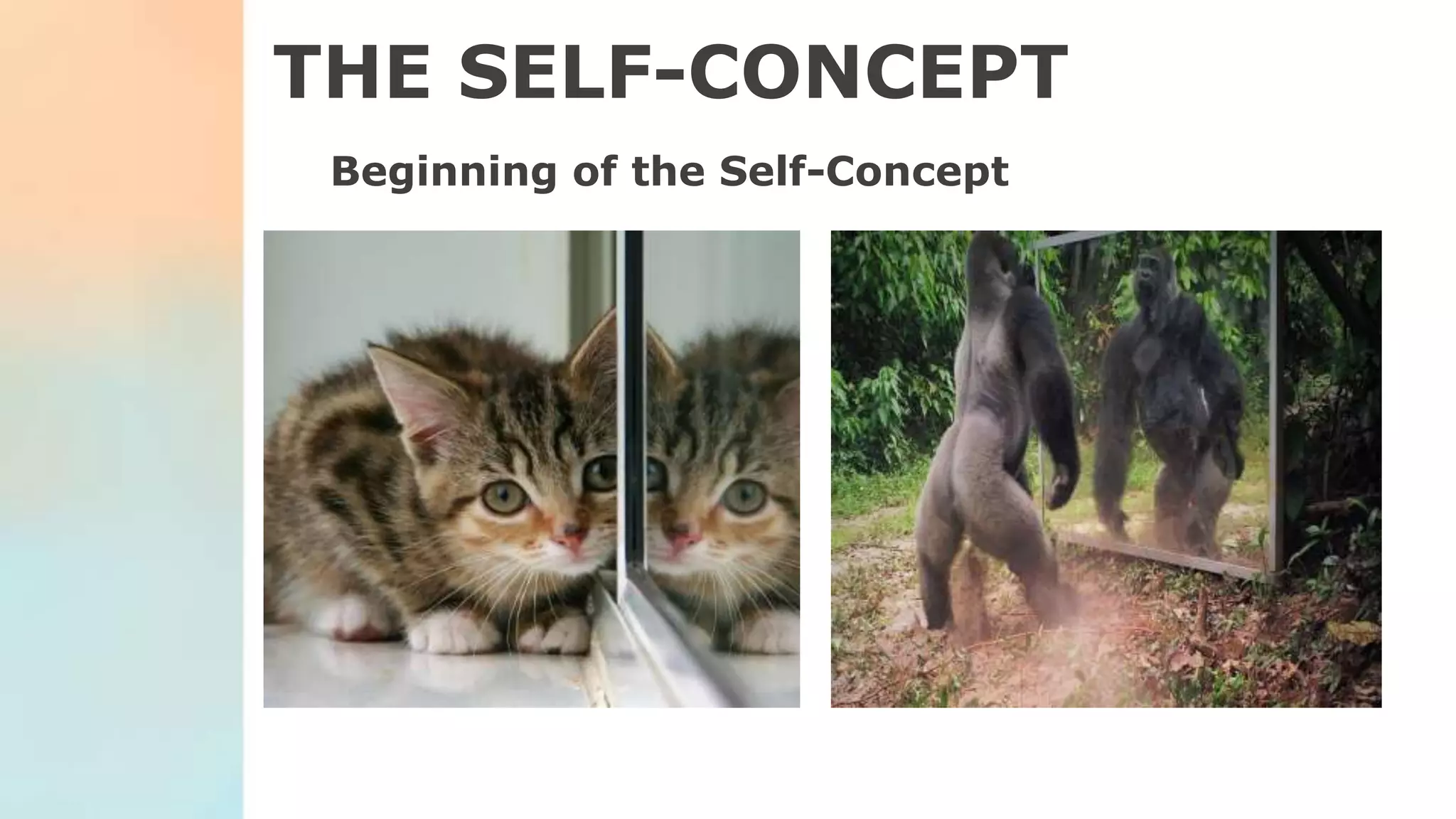 The Social Self | PPTX