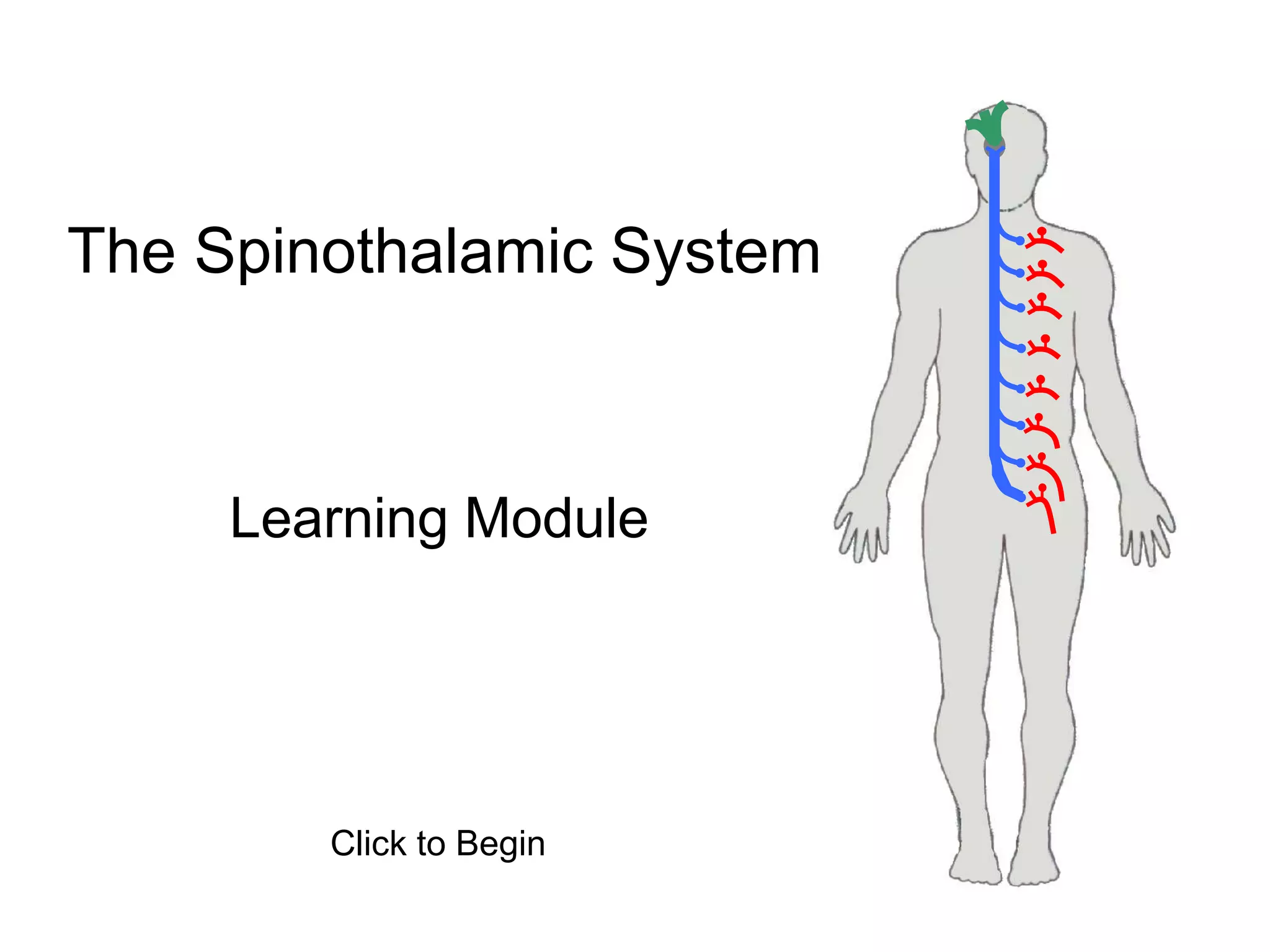 the-spinothalamic-system.ppsx