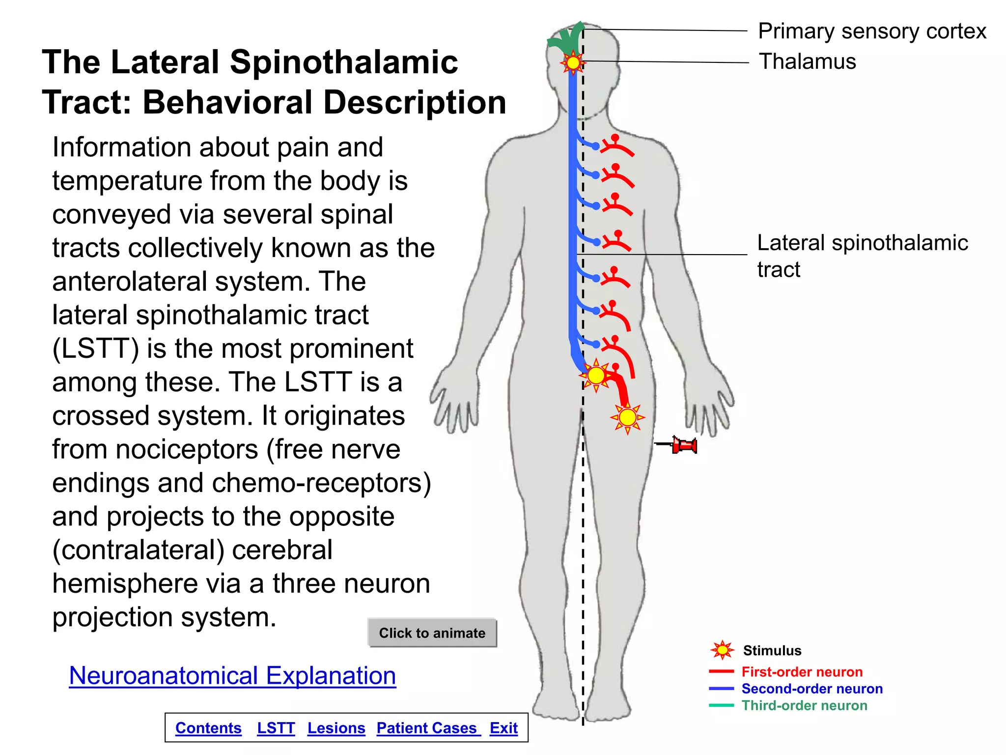 the-spinothalamic-system.ppsx