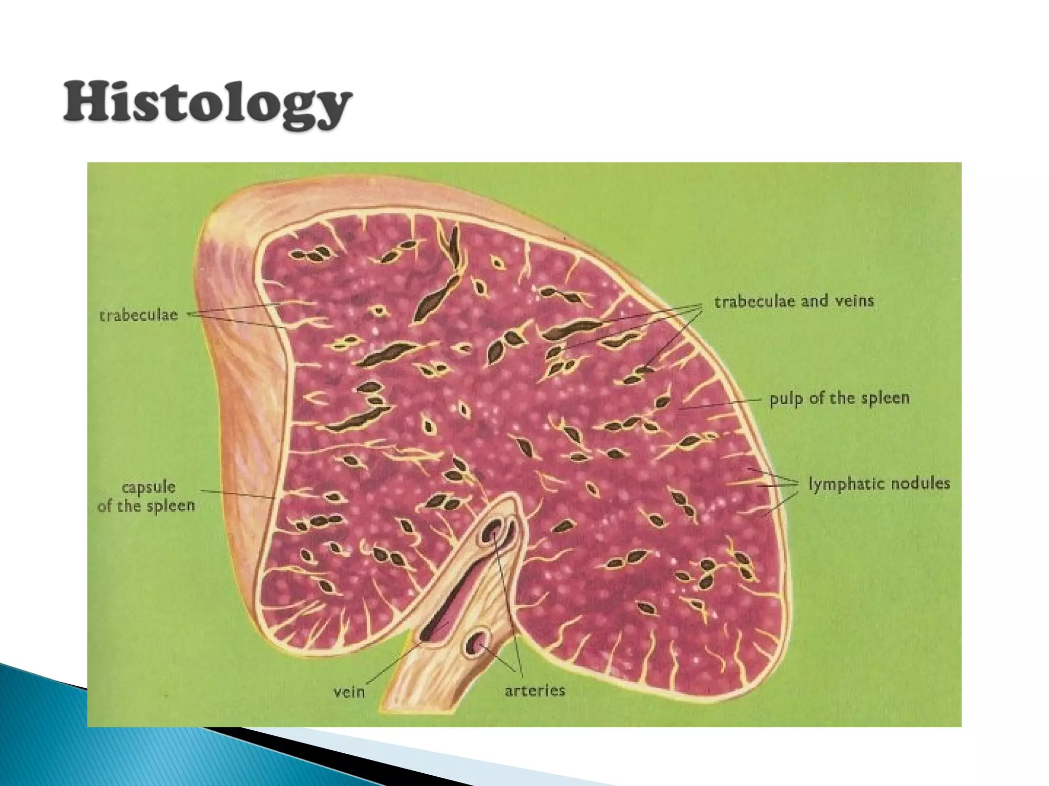The Spleen and Splenomegaly | PPT
