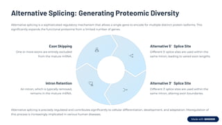 The-Spliceosome-and-RNA-Splicing slide for education | PDF