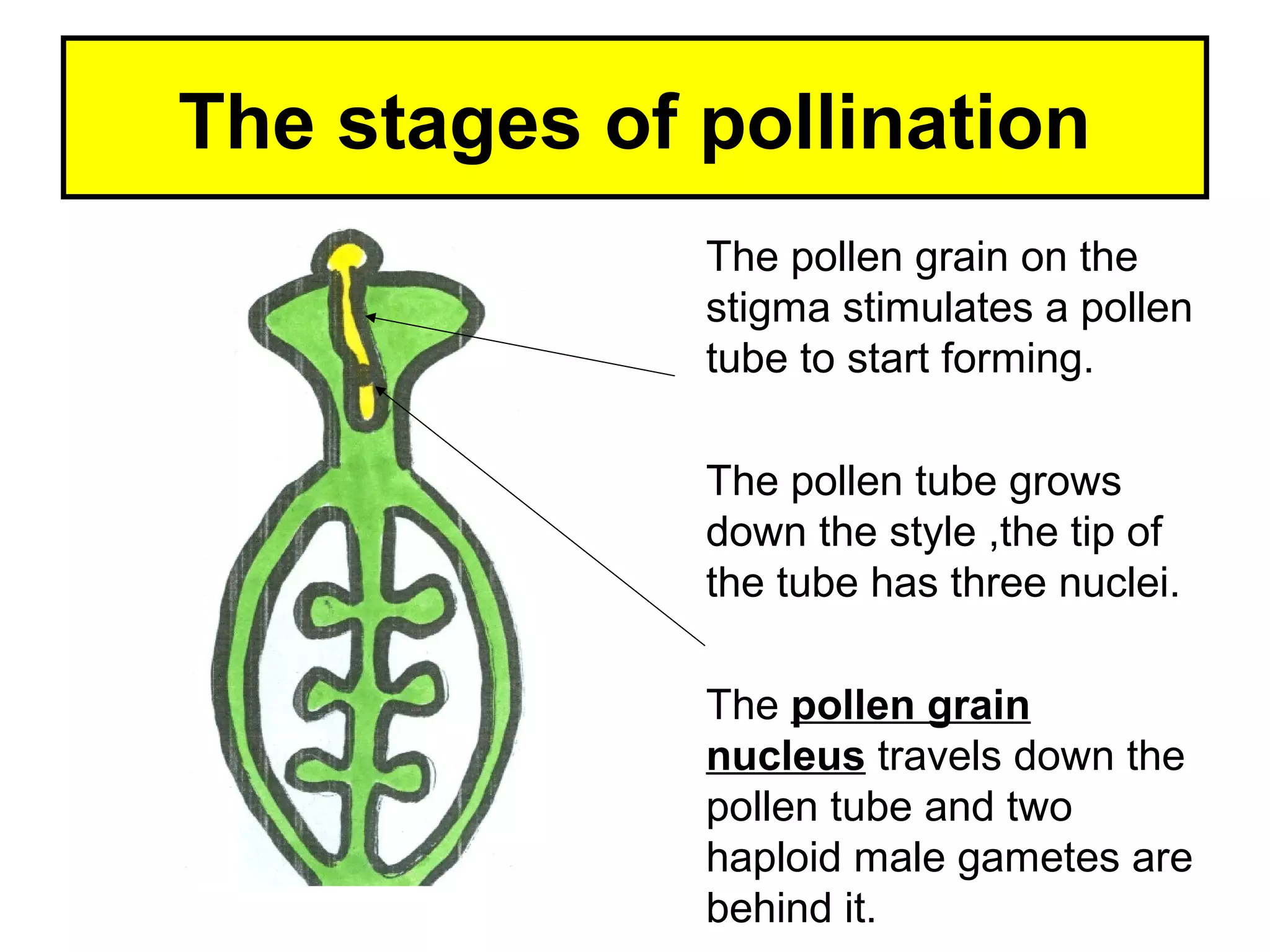 The stages-of-fertilisation-in-a-flowering-plant | PPT