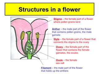 The stages-of-fertilisation-in-a-flowering-plant | PPT