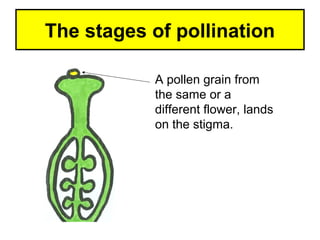 The stages-of-fertilisation-in-a-flowering-plant | PPT