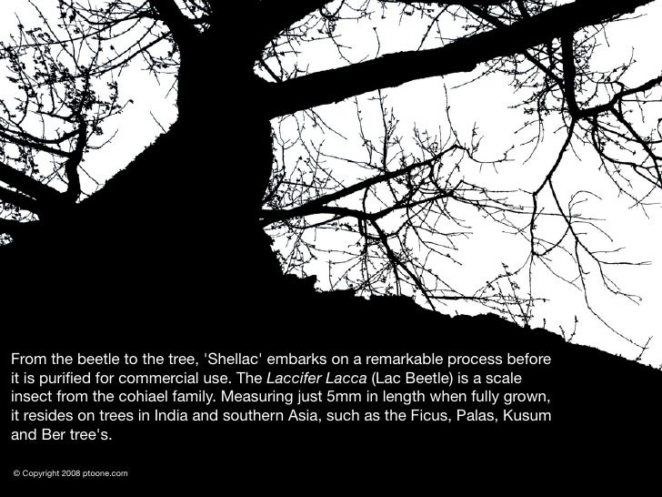 The story of Shellac and the Laccifer Lacca (Lac Beetle)