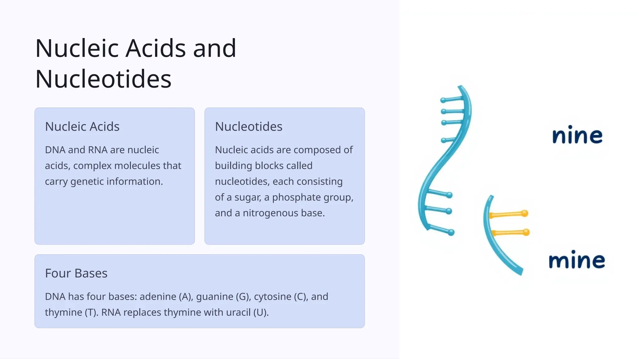 The-Structure-of-DNA. Nucleotides and nu | PPTX