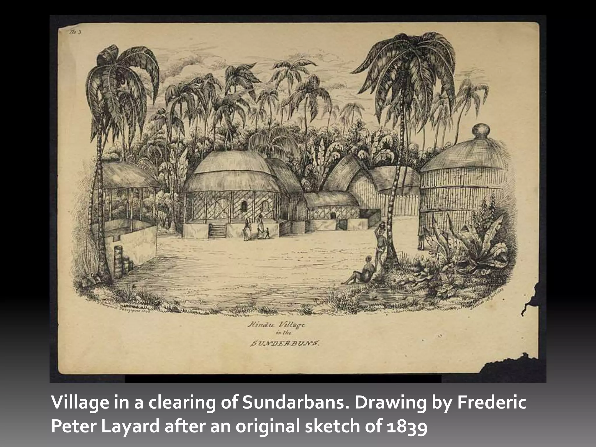 The sundarbans | PPTX