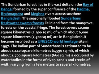 The sundarbans | PPTX
