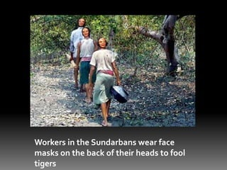 The sundarbans | PPTX