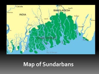 The sundarbans | PPTX
