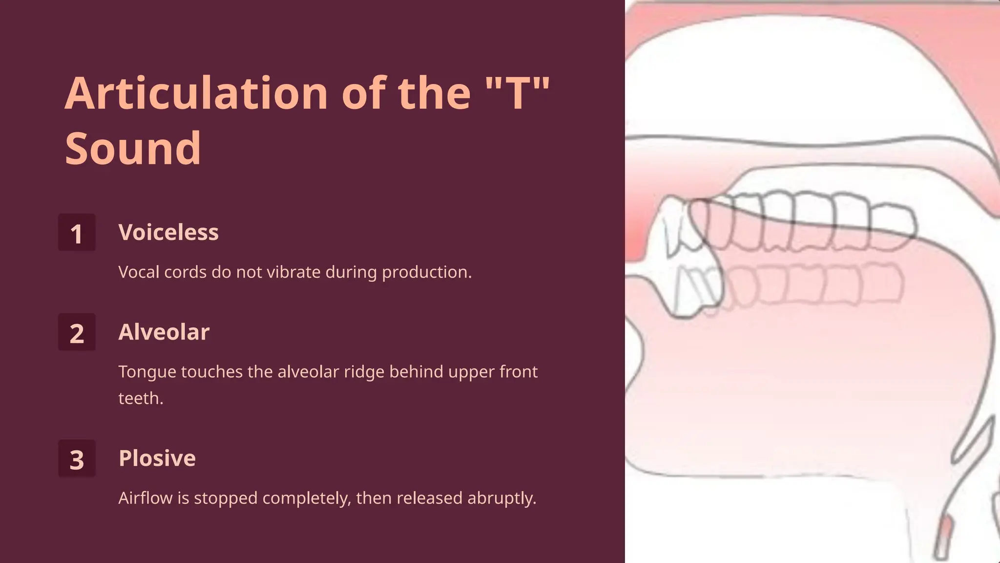 The-T-Consonant-in-English-Phoneticspptx | PPT
