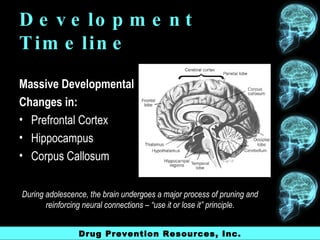 The Teen Brain | PPT | Brain and Nervous System Disorders | Diseases ...