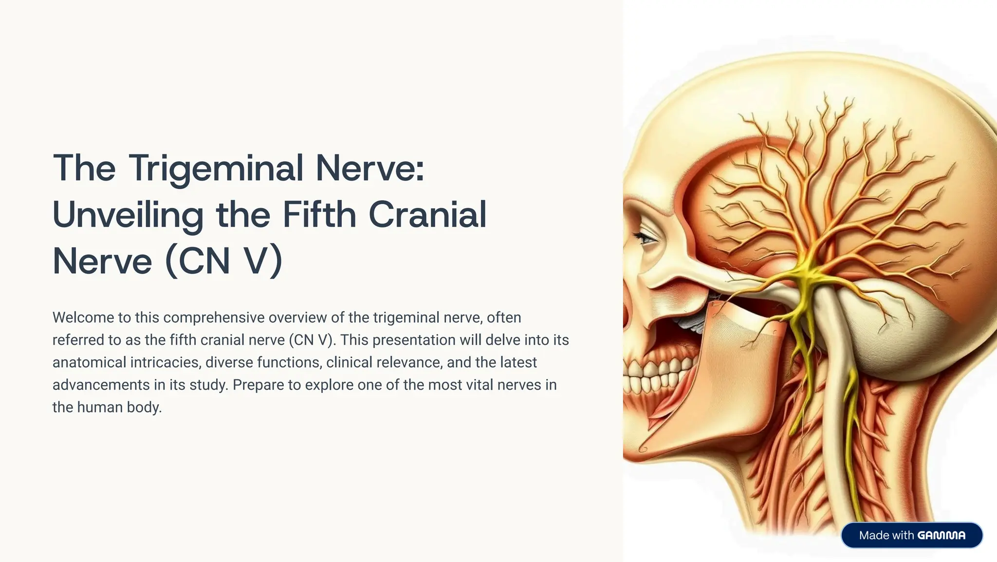 The-Trigeminal-Nerve-Unveiling-the-Fifth-Cranial-Nerve-CN-V.pdf
