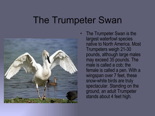 The Trumpet Of The Swans | PPT