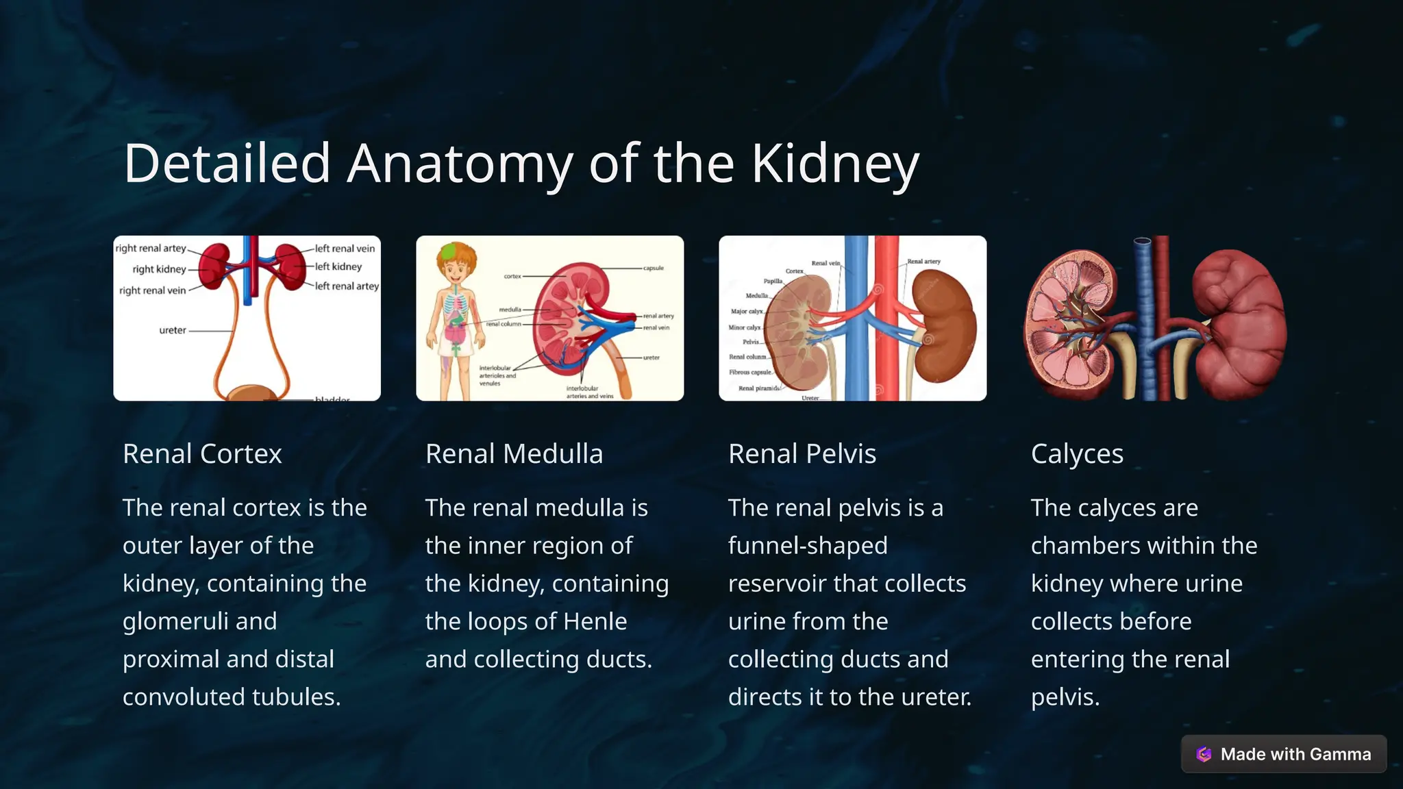 The-Urinary-System or Excretory system (1).pptx