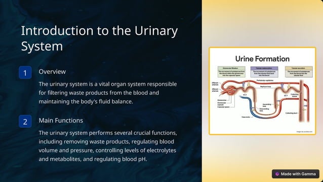 The-Urinary-System or Excretory system (1).pptx