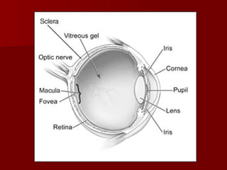 The Visual System | PPT