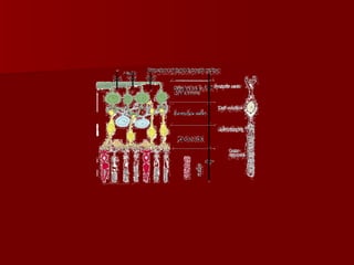 The Visual System | PPT