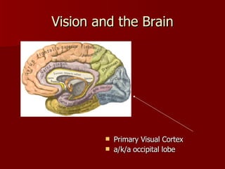 The Visual System | PPT