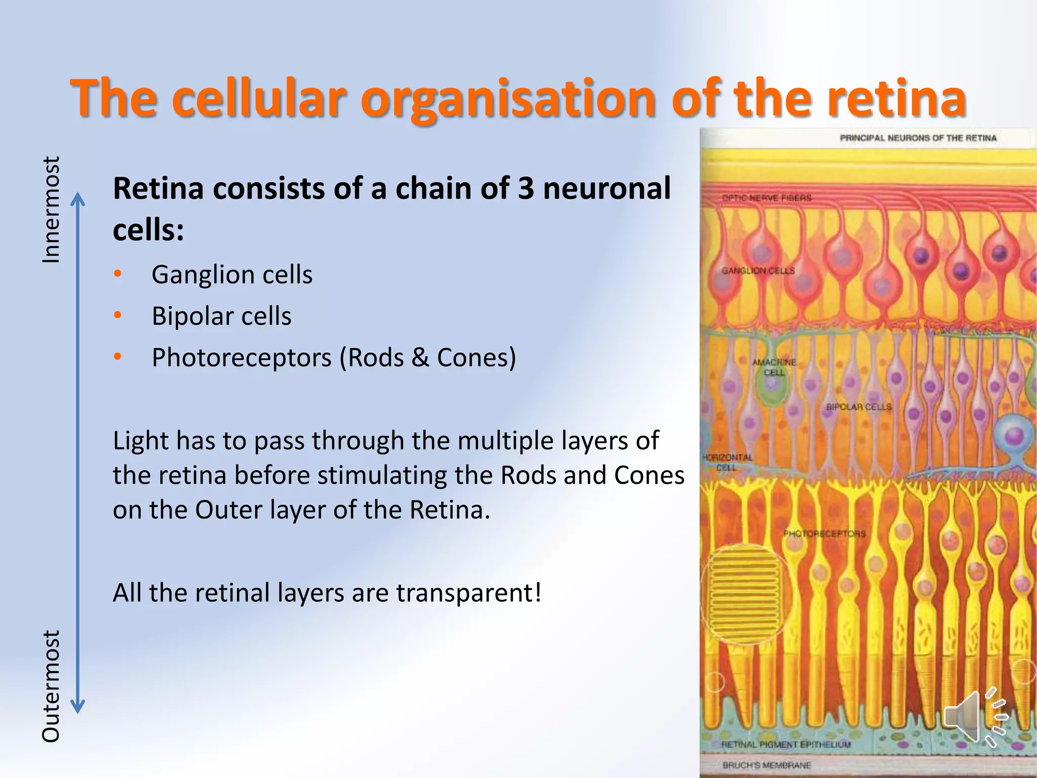 The Visual System | PPTX