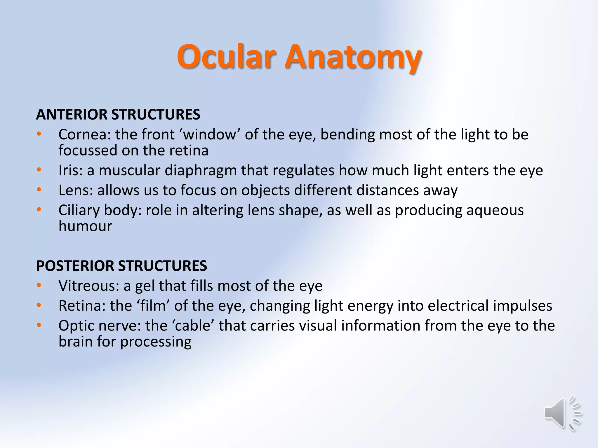 The Visual System | PPTX
