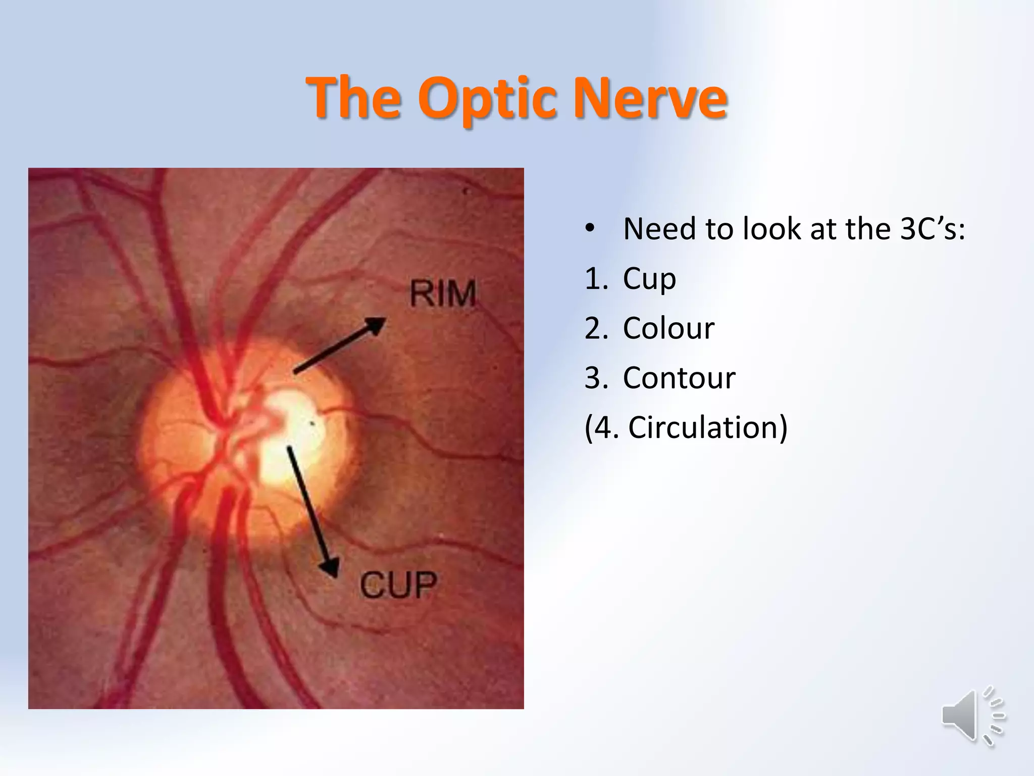 The Visual System | PPTX