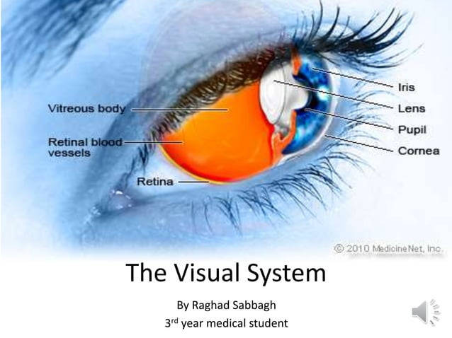 The Visual System | PPTX