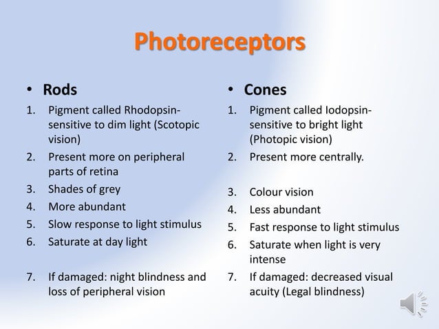 The Visual System | PPTX