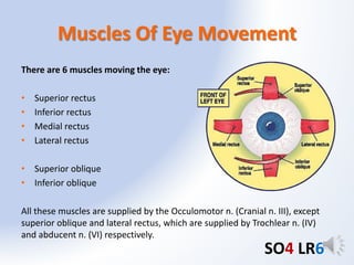 The Visual System | PPTX