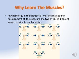 The Visual System | PPTX