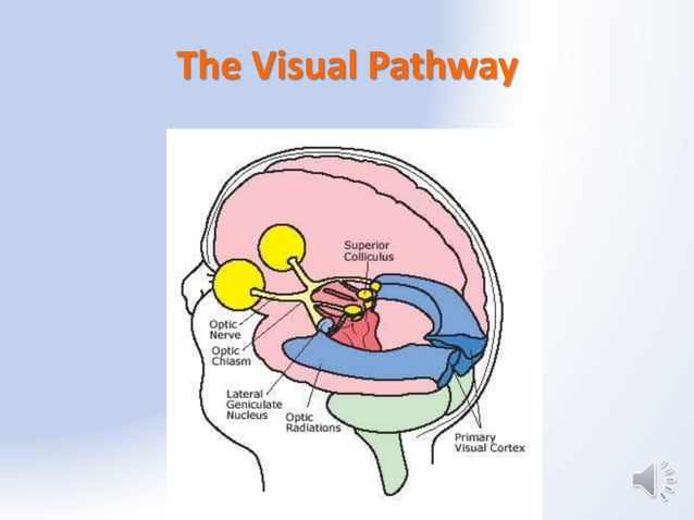 The Visual System | PPTX