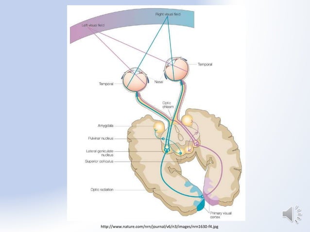 The Visual System | PPTX