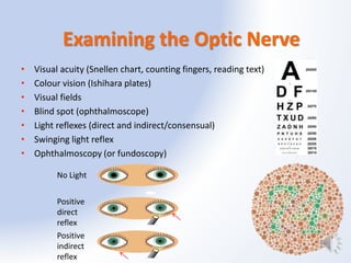 The Visual System | PPTX