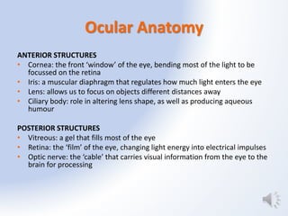 The Visual System | PPTX