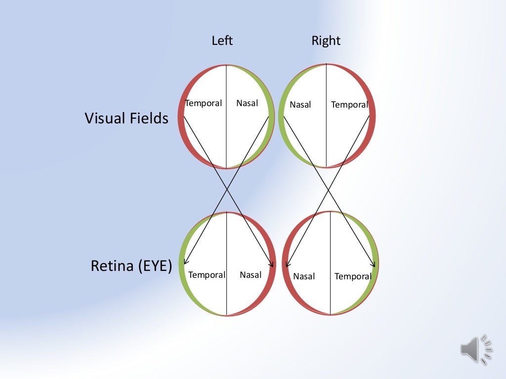 The Visual System