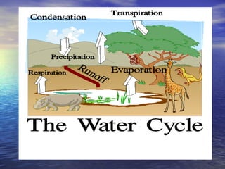 Respiration Water Cycle