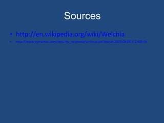 The Welchia Worm | PPT