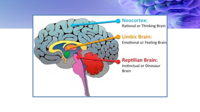 THE-WHOLE-BRAIN-THEORY.pdf | Brain and Nervous System Disorders ...
