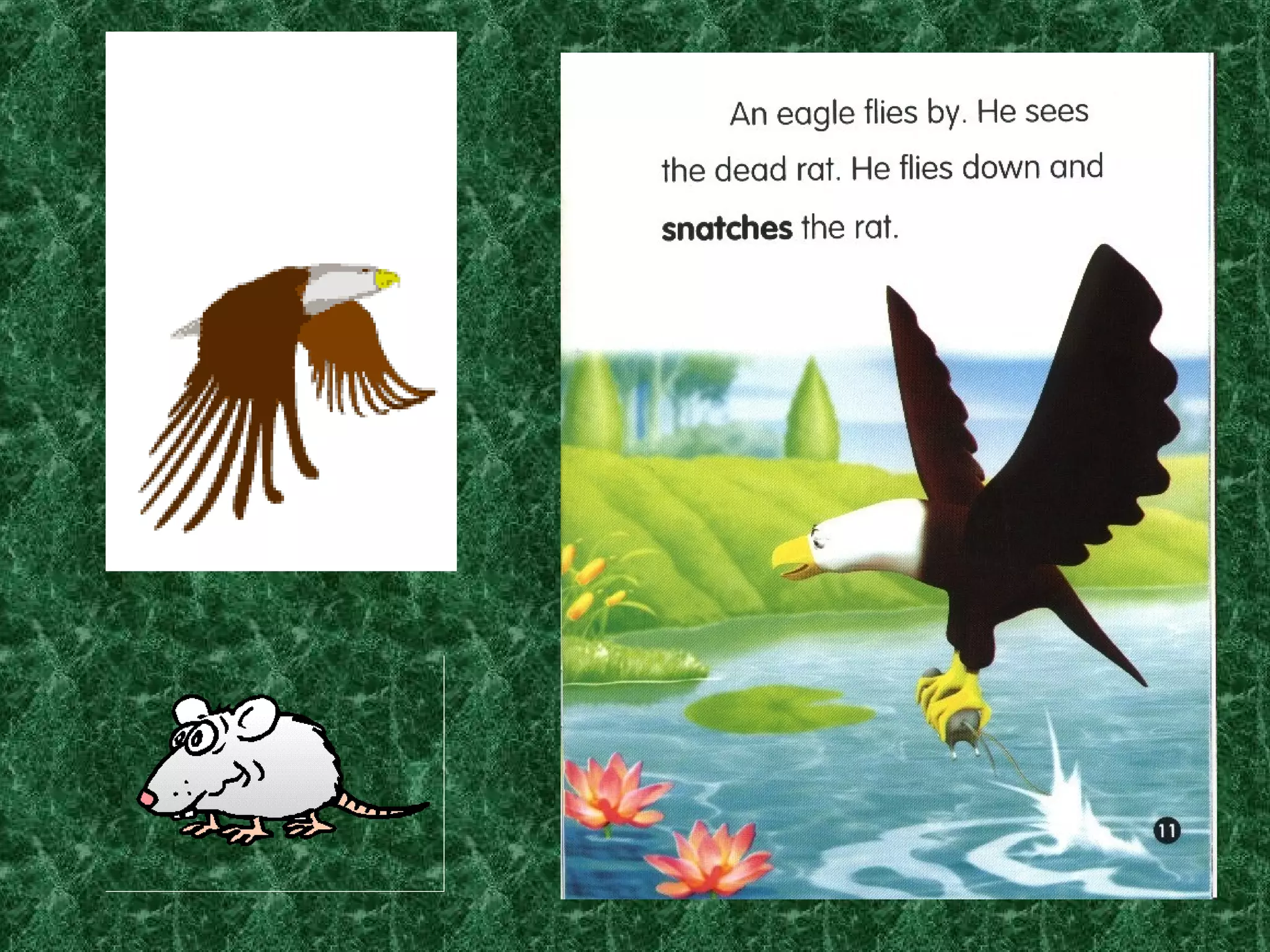 The Wicked Frog | PPS