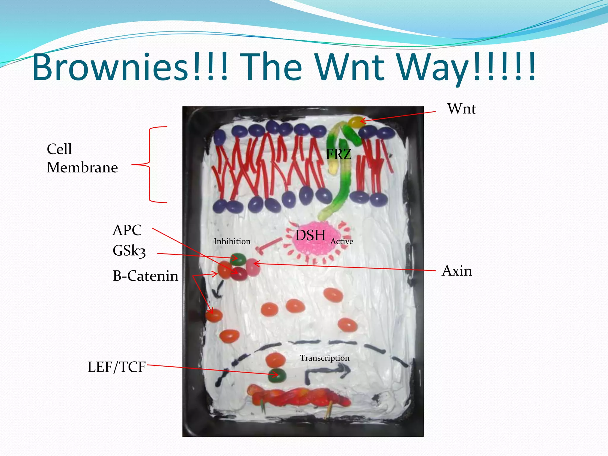The Wnt Signaling Pathway (β Catenin ) | PPTX