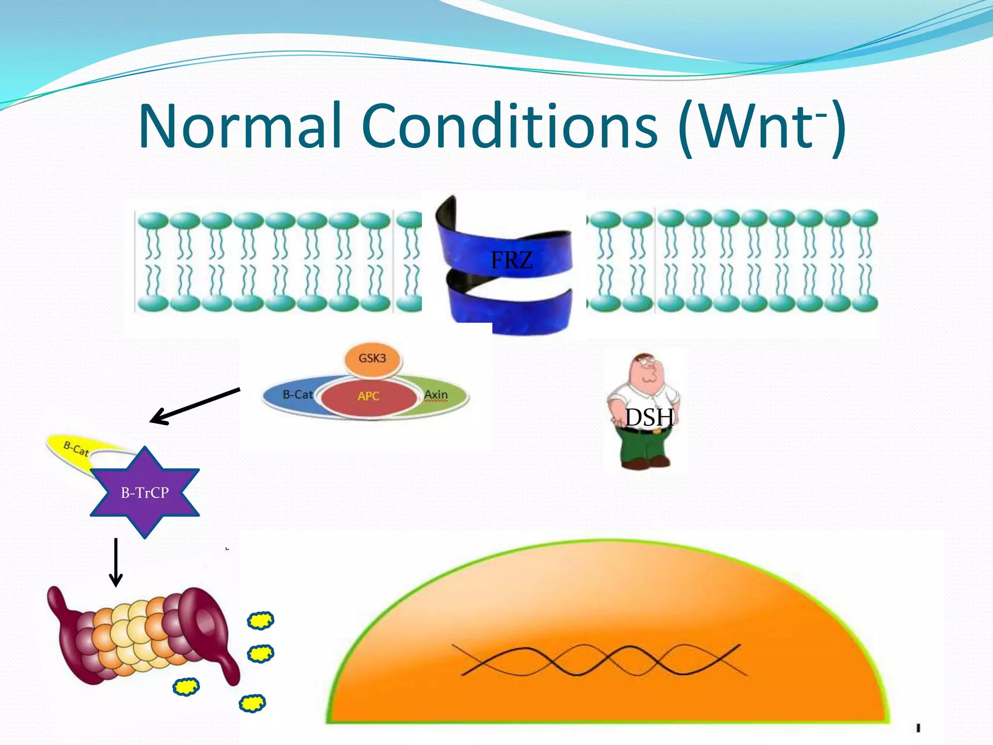 The Wnt Signaling Pathway (β Catenin ) | PPTX