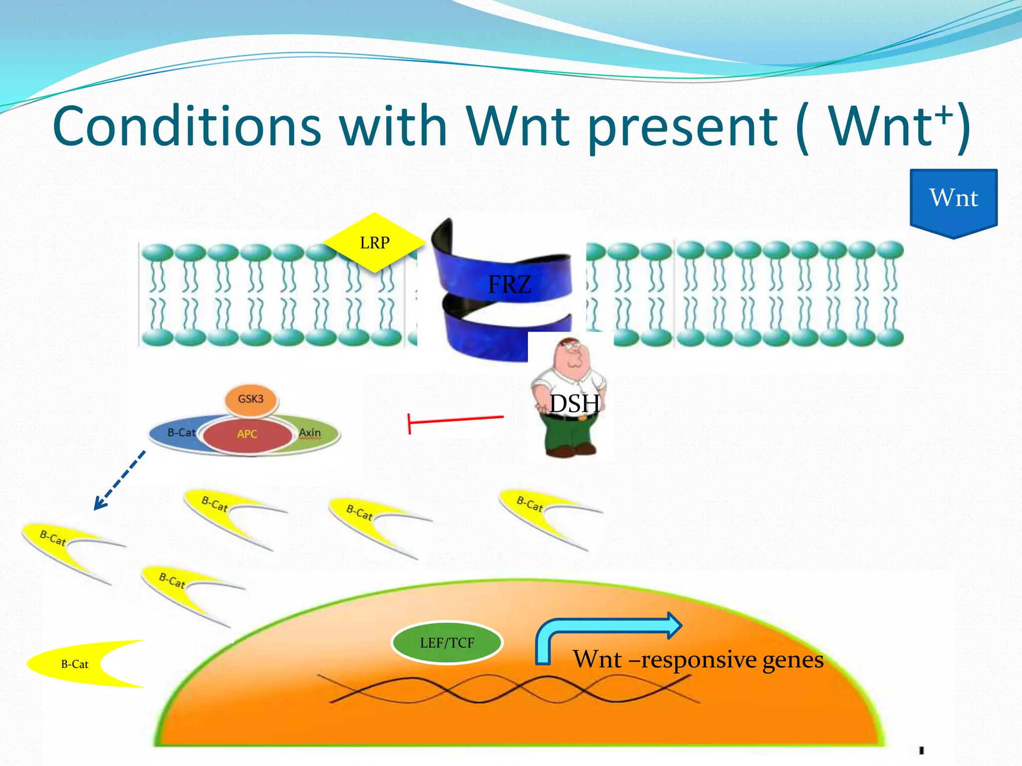 The Wnt Signaling Pathway (β Catenin ) | PPTX