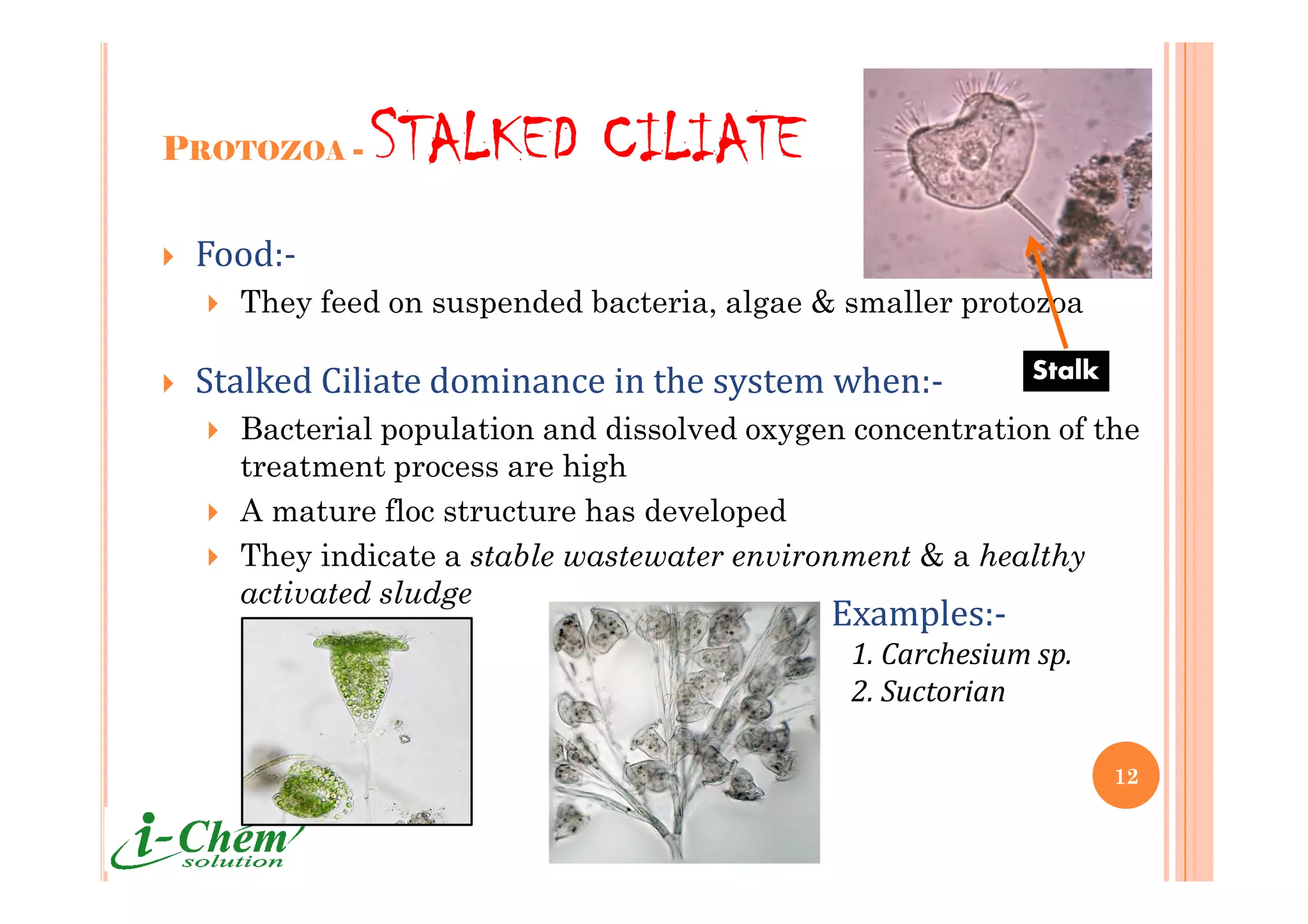 The world-of-activated-sludge | PDF