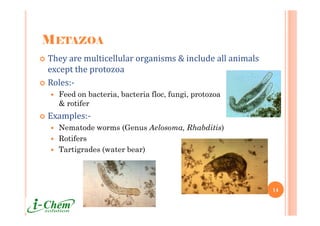 The world-of-activated-sludge | PDF | Biological Sciences | Science