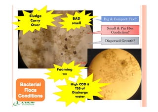 The world-of-activated-sludge | PDF | Biological Sciences | Science