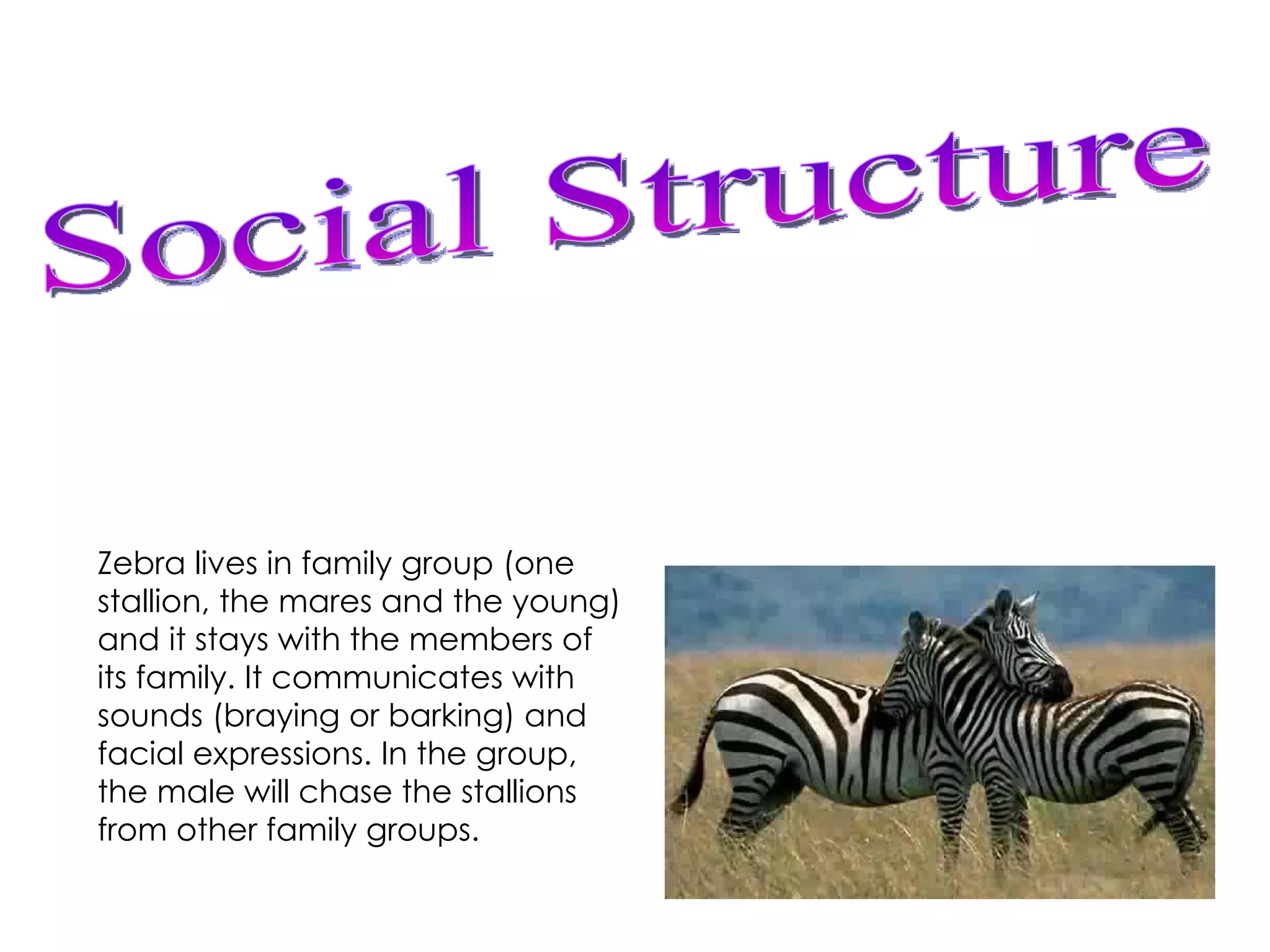 The Zebra | PPT