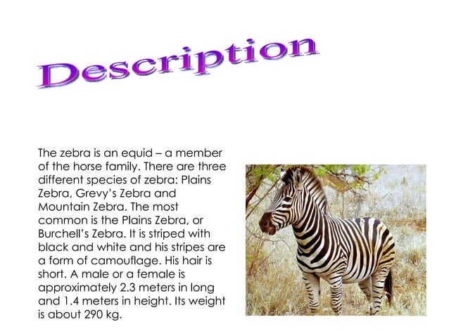 The Zebra | PPT